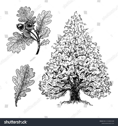 37 514 Oak Branch Drawing Images Stock Photos Vectors Shutterstock