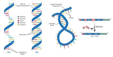 Cbehx On Linkedin Science