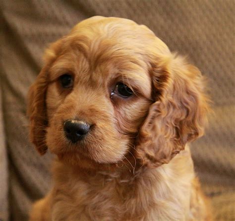 √√ Cockapoo Puppies Githunguri Kenya Buy Puppy In Your Area