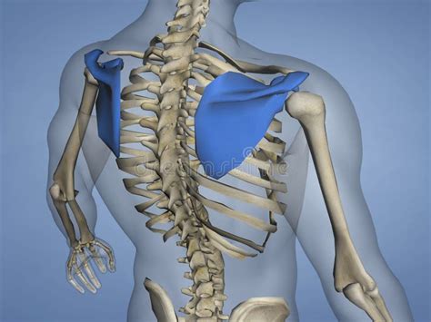 Omoplata M SKEL SCAPULA 3 Modelo 3D Ilustração Stock Ilustração de