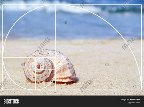 Fibonacci Spiral Image Photo Free Trial Bigstock