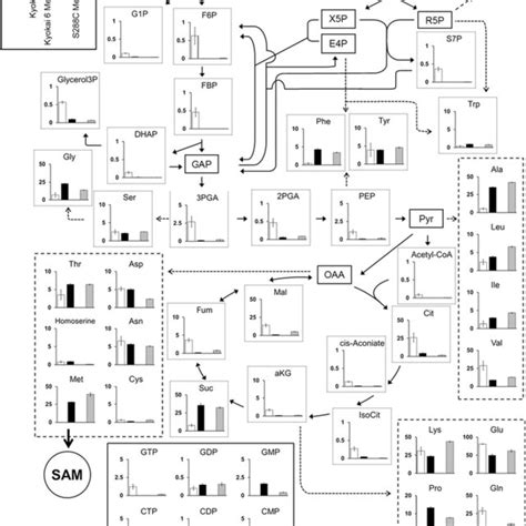 Methionine Salvage Pathway For Sam Biosynthesis In S Cerevisiae And