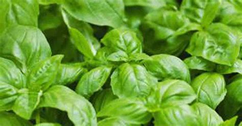 Sssstt Basil Leaves Has Benefits For Sex ~ Itismylifetoo