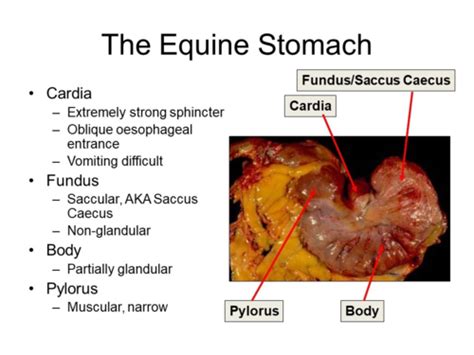 18 Equine Gastro Intestinal Anatomy Flashcards Quizlet