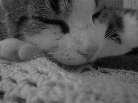 Chipie Ii By Nelwen On Deviantart