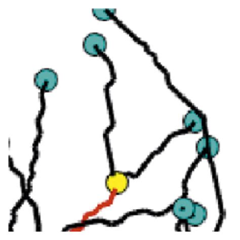Schematic Diagram Of The Pulmonary Vascular Geometric Graph