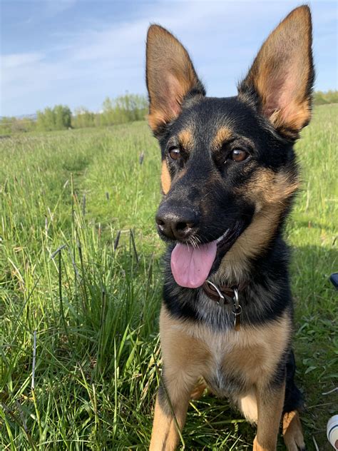 Ellie Acd X Gsd Scrolller