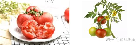 番茄到底是蔬菜还是水果 知乎