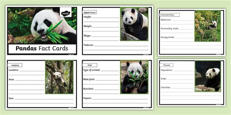 Pandas Fact Cards Template Teacher Made Twinkl
