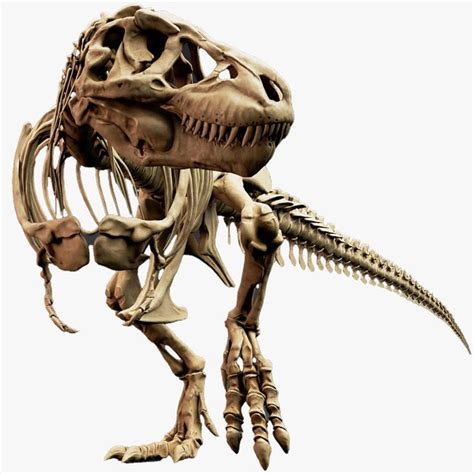 ティラノサウルス レックス スー スケルトン Unrealengine Unity Maya Fbx3dモデル