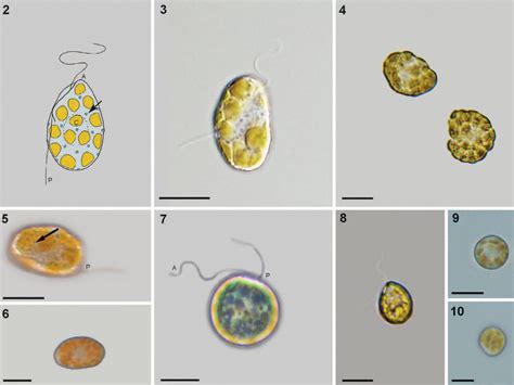 How Algae Do Fine When Tossed At Sea Institute For Creation Research Single Celled Algae