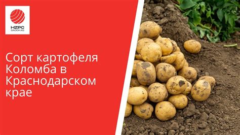 Процесс вегетации сорта Коломба в Краснодарском крае - YouTube