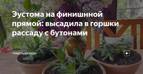 Эустома на финишнной прямой: высадила в горшки рассаду с бутонами ...