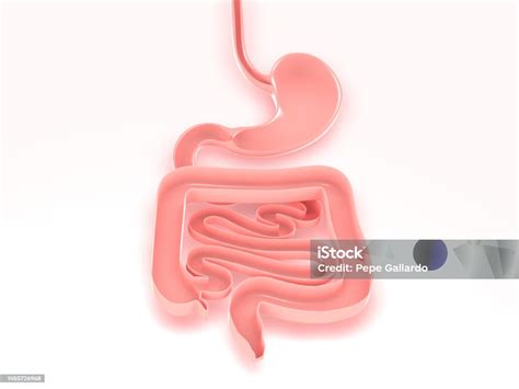 소화 시스템 대장 및 소장의 해부학적 3d 그림 0명에 대한 스톡 사진 및 기타 이미지 0명 3차원 형태 건강 진단
