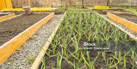 마늘과 양파의 재배 유기농 의 원칙에 따라 야채를 재배하기위한 나무 침대 자갈이 뿌려진 정원 길 계절에 대한 스톡 사진 및 기타 이미지 Istock