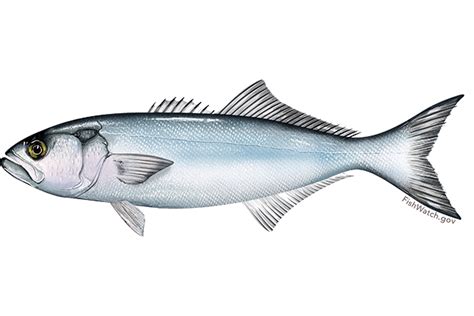 Bluefish Wikipedia