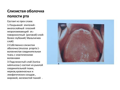 Лекция № 14 Анатомо-топографические особенности строения челюстно ...