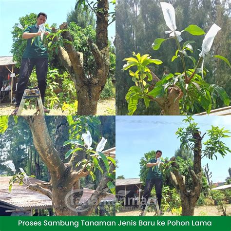 Jasa Sambung Tanamanmart