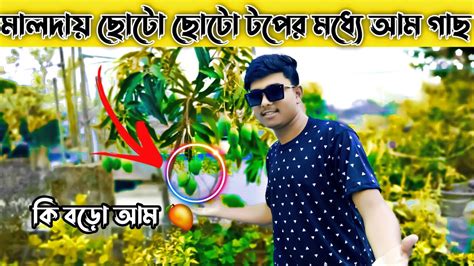 মালদায় ছোটো ছোটো টপের মধ্যে আম গাছ 🌳🌳🌳কি বড়ো আম 🥭🥭🥭bangla Vlog ️