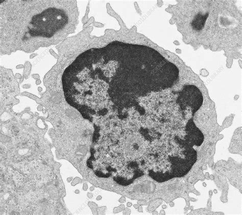 Large Lymphocyte Tem Stock Image C0566327 Science Photo Library