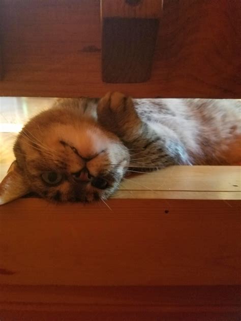 My Cat Stinker Being Photogenic Rteefies