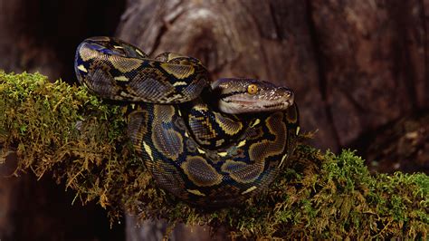 River Dangerous Snakes Python