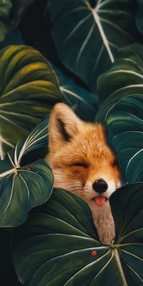 Blep Rfoxes