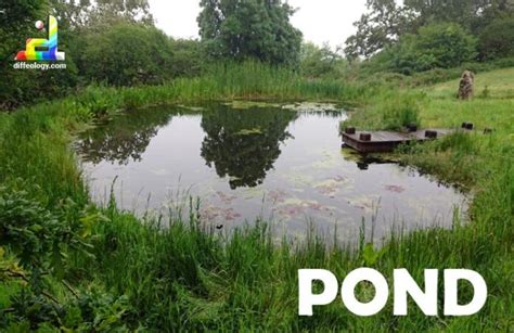 Difference Between Pond And Lake Diffeology