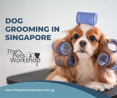 The Pets Workshop Provides Reliable Dog Grooming In Singapore