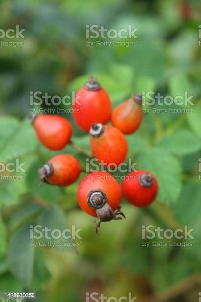 Natural Backgounds With Red Berries Of Wild Rose With Copy Space Stock