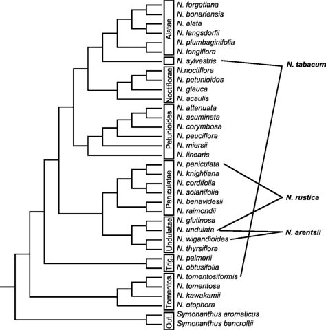 Hybridization And Polyploidization In Nicotiana Phylogeny Is From Download Scientific Diagram