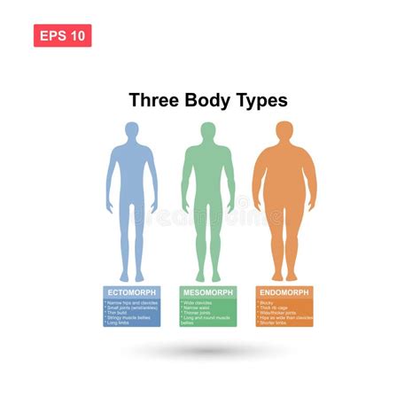 Ectomorph Mesomorph Endomorph Stock Illustrations 128 Ectomorph