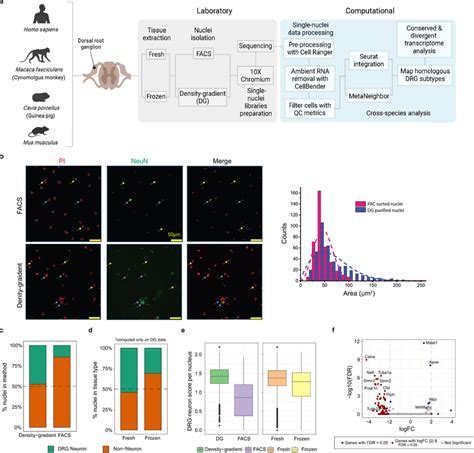Comparison Of Nuclei Isolation Methods And Tissue Types In Dorsal Root Download Scientific