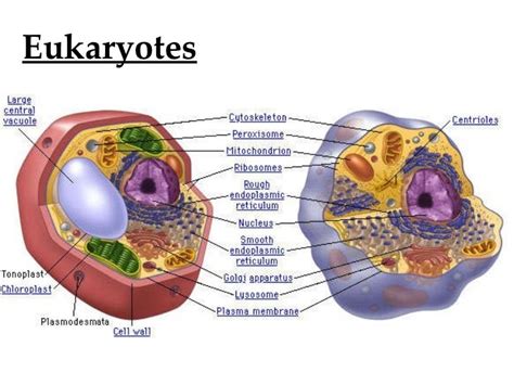3 Cellular Basis Of Life