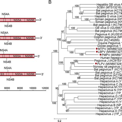 Genomic Annotation And Genetic Analysis A Genomic Structure Of Novel