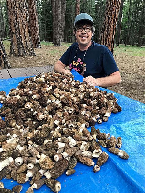 Morel Mushroom Harvest Modern Forager