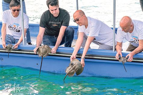 放生活化石 水底追蹤影 裝聲學儀器測瀕危馬蹄蟹活動 分析棲地資料 20240222 港聞 每日明報 明報新聞網