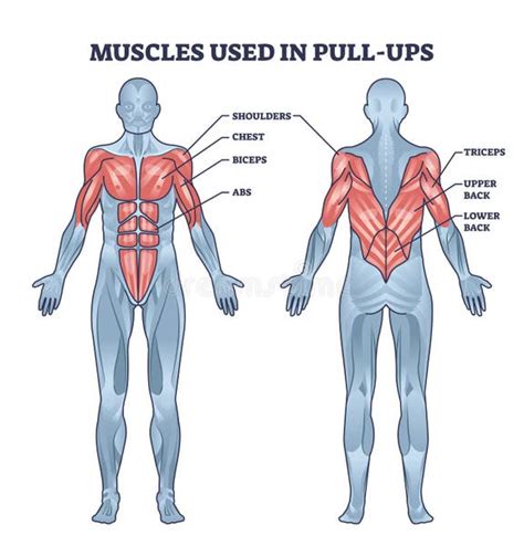 Chest Workout Diagram Stock Illustrations 199 Chest Workout Diagram