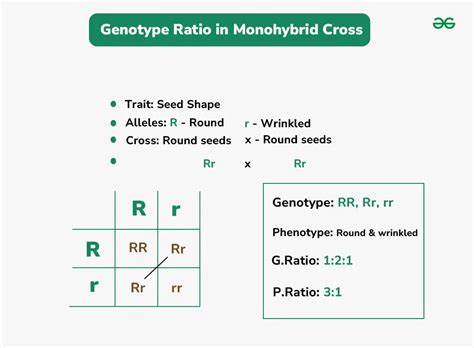 Genotype Geeksforgeeks