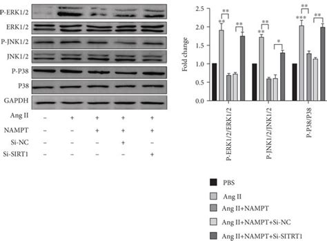 The Mapk Signaling Pathway Is Responsible For The Antihypertensive Download Scientific Diagram