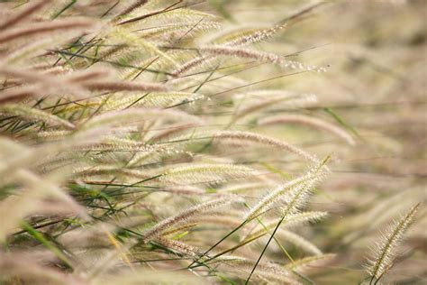 10 Great Ornamental Grasses To Grow In Containers
