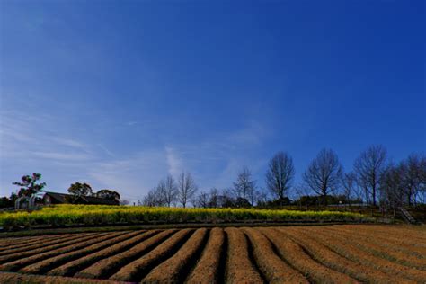 ハーベストの丘 村のエリア菜の花2 by 颯颯さっさつ ID12250570 写真共有サイト PHOTOHITO