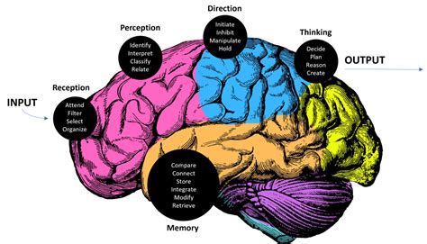 Neurocognitive Skills Athletes Mental Trainer