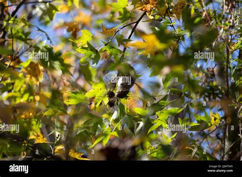 Eastern Gray Squirrel Sciurus Carolinensis Foraging On A Sweetgum