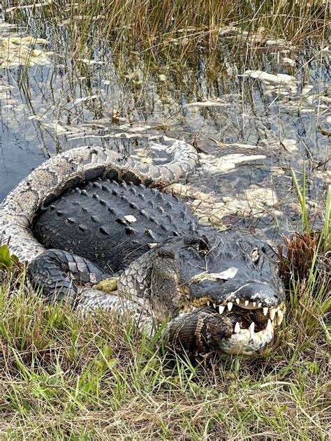 Crocodile Kills Python Fight
