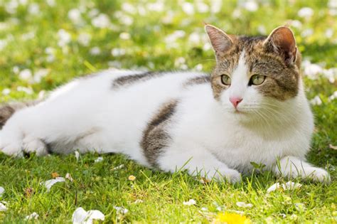 ハチワレってどんな猫？ ハチワレ猫の特徴や性格、魅力をご紹介｜みんなのペットライフ