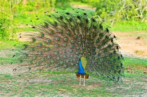 Where Do Peacocks Live Natural Habitats And Countries
