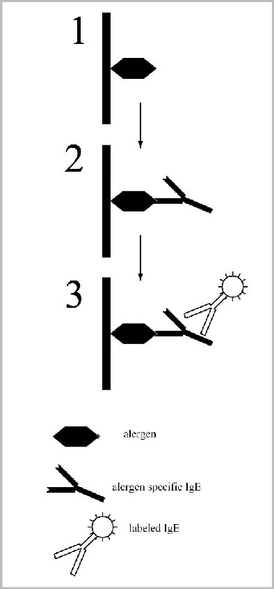 2 Rast Radioallergosorbent Test Download Scientific Diagram
