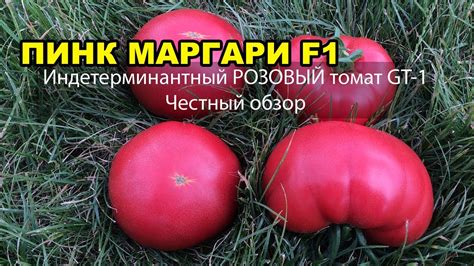 Томат Розовый Спам Описание Сорта Фото — Фото Картинки