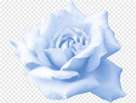 나비 로즈 인공 꽃 바탕 화면 나비 자주색 파랑 화이트 Png Pngwing
